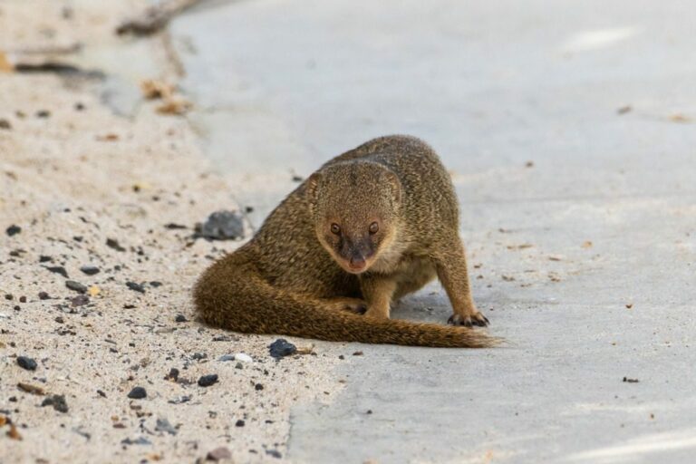 Most Popular Hawaiian Wildlife You Might See While in Oahu